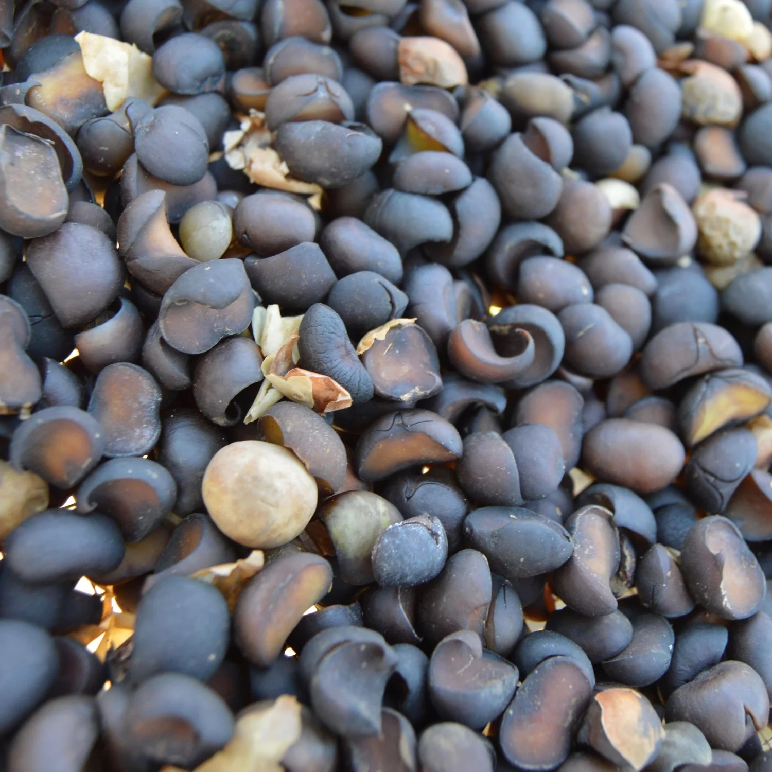 What is Maya? — Maya SuperFoods