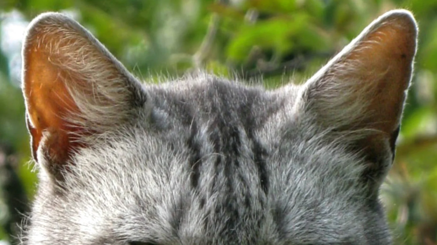 Enrichment Guide for Cats — Kitty Help Desk