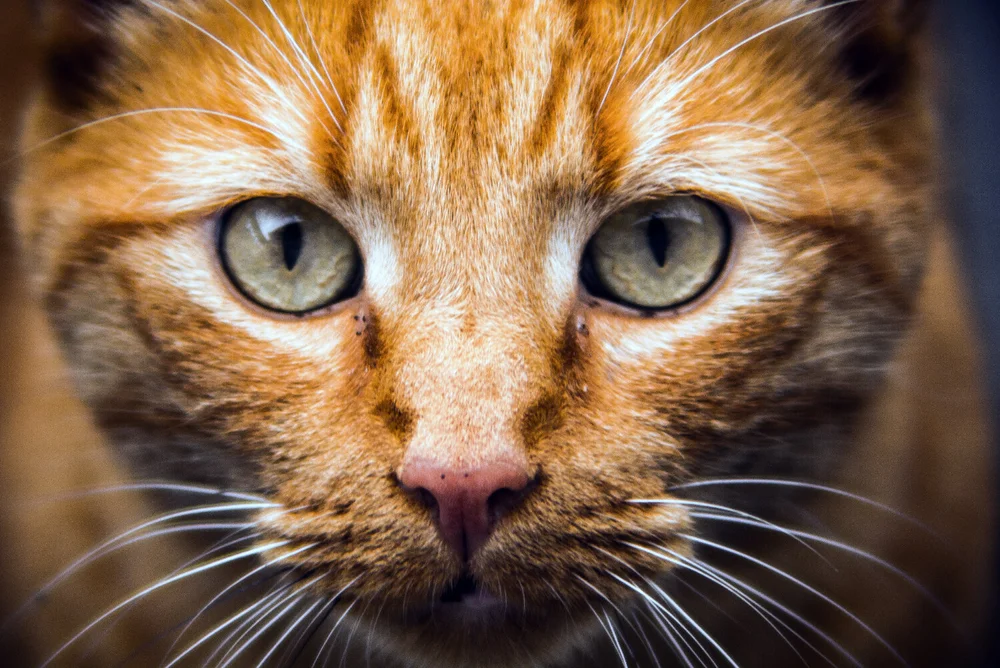 Do Cats Recognize Our Faces? — Kitty Help Desk