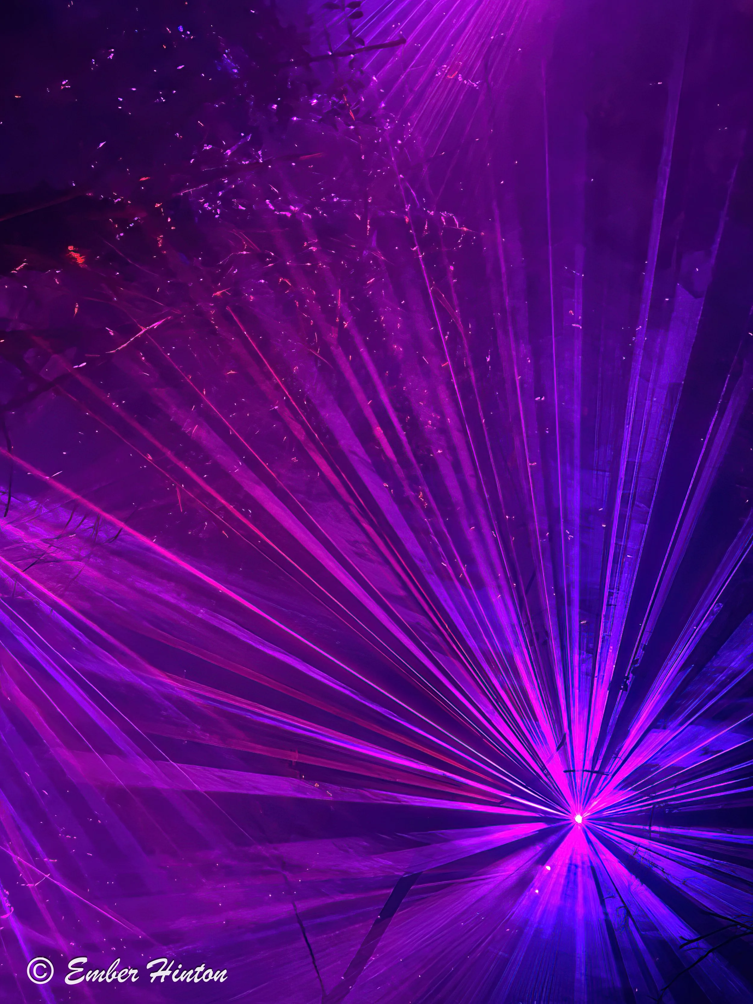 Astra Lumina - Trinity Forest — Heard Nature Photographers