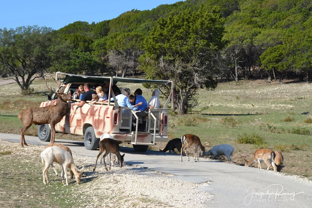 Fossil Rim Wildlife Center — Heard Nature Photographers