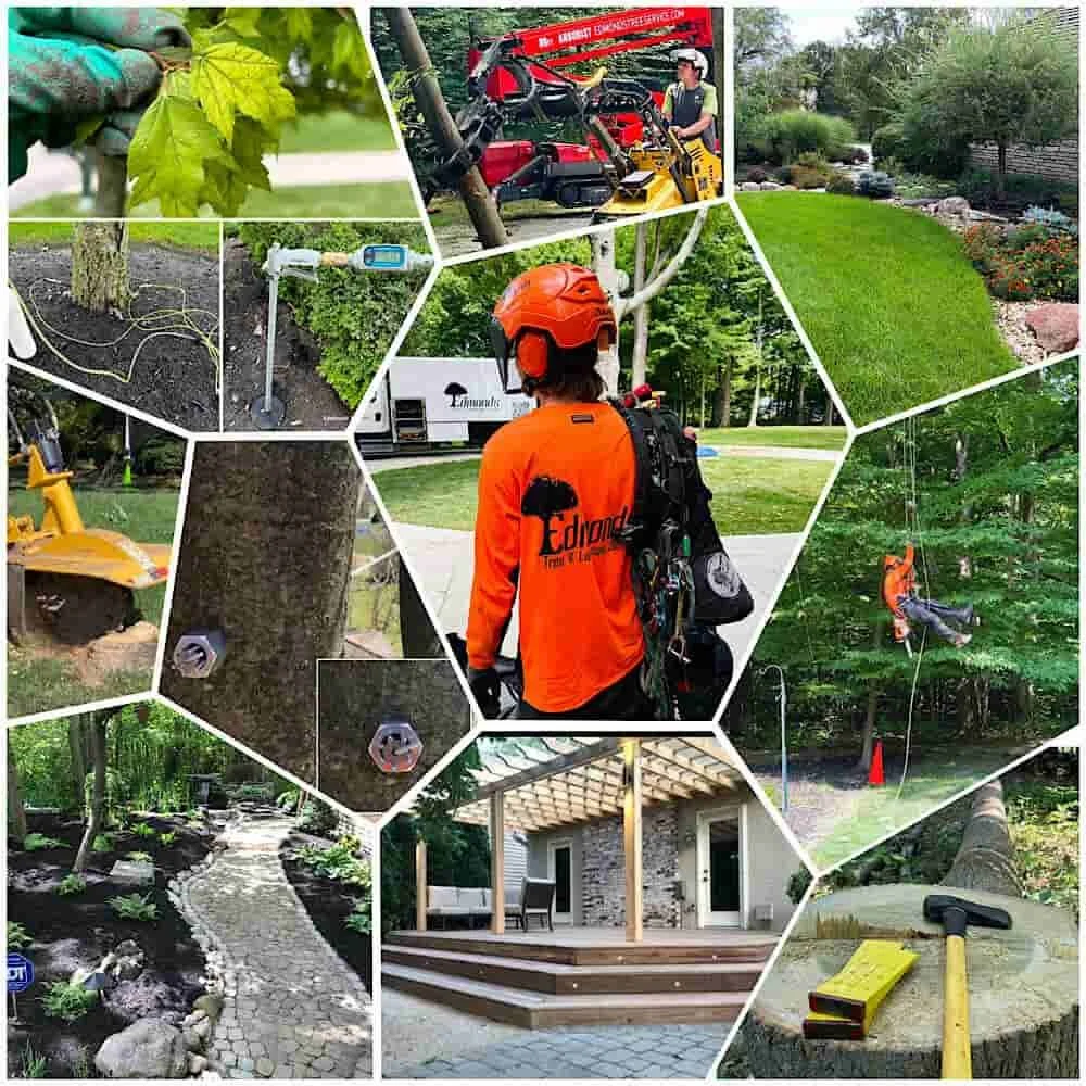 Professional Tree Trimming & Removal | Columbus Ohio—Edmonds Tree ...