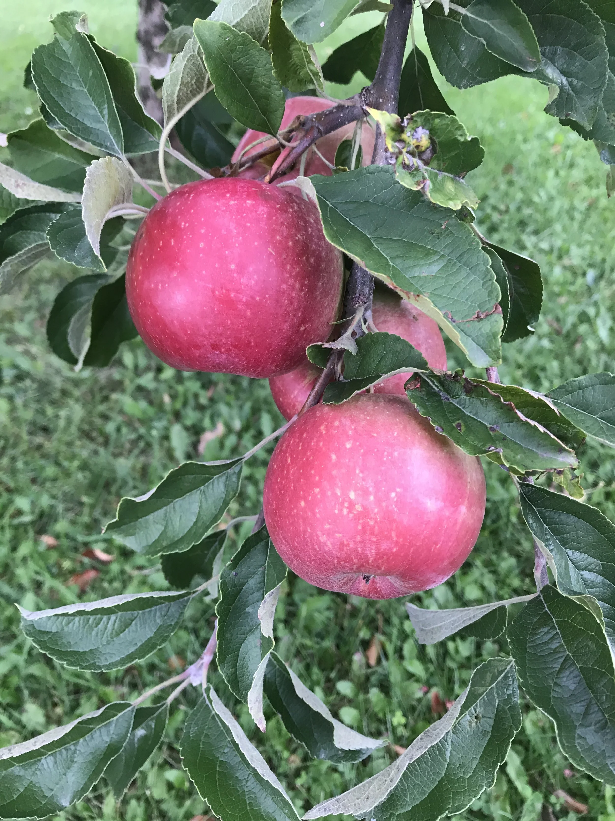 Orchard — BrynTeg Farm
