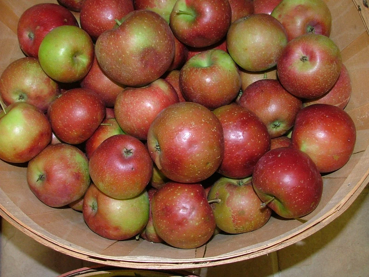 Orchard — BrynTeg Farm