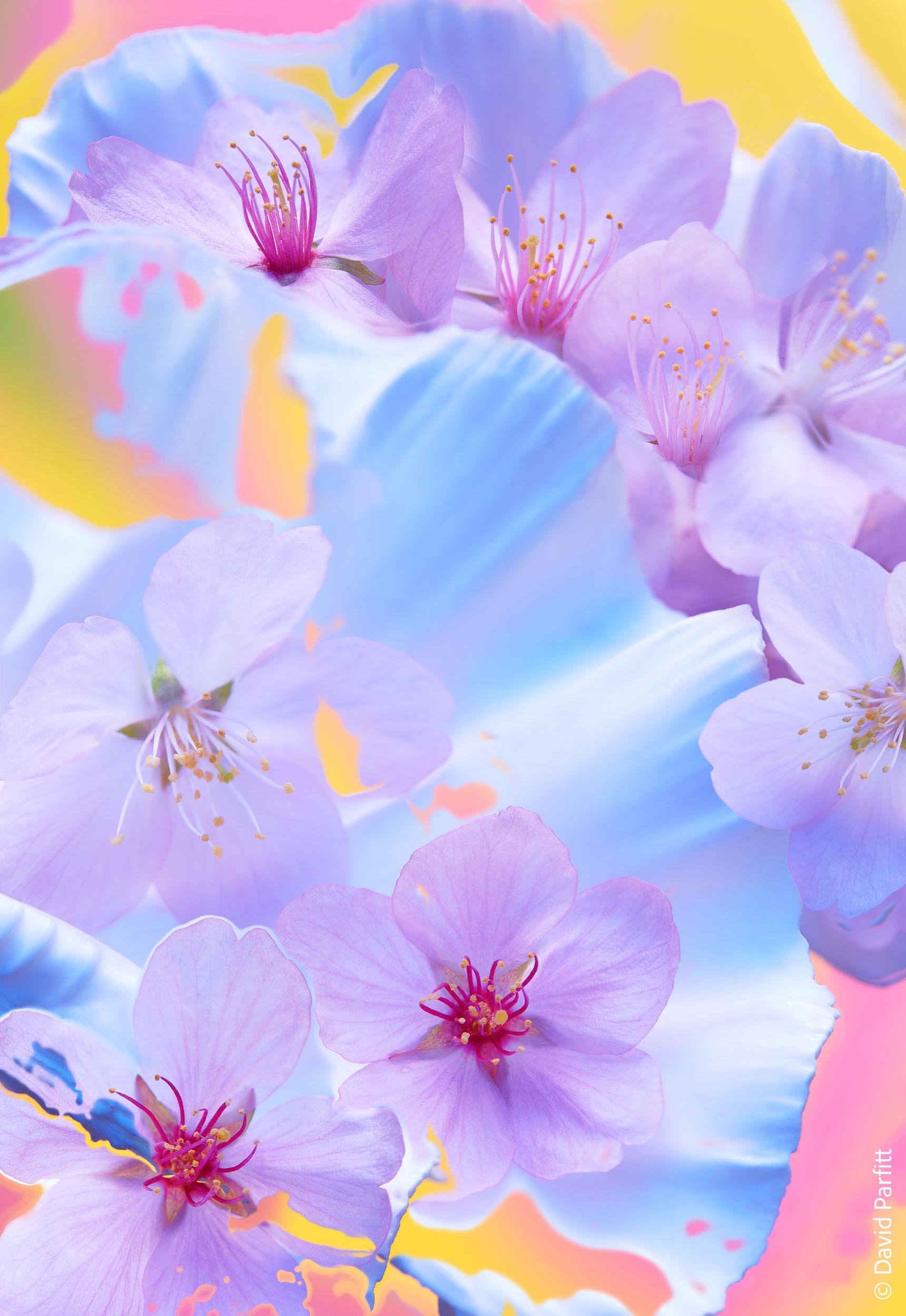 in bloom — davidparfitt.uk