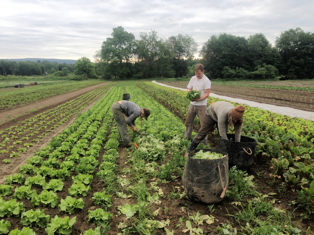 About the Farm — Brookfield Farm