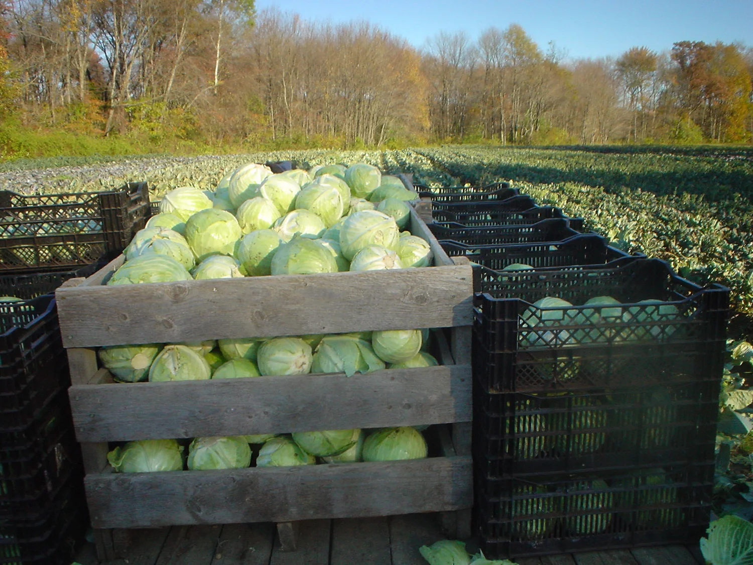 On-Farm Distribution — Brookfield Farm