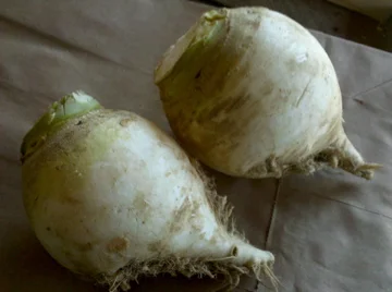 gilfeather — Crops We Grow — Brookfield Farm