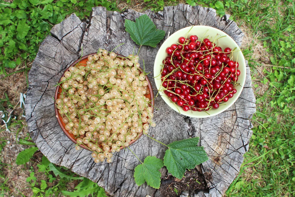 Currants and Gooseberries — Brookfield Farm
