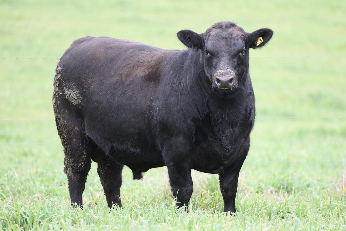 Coffin Creek Angus | Angus Bulls Australia