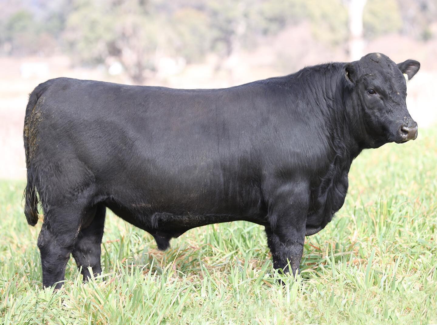 Coffin Creek Angus | Angus Bulls Australia