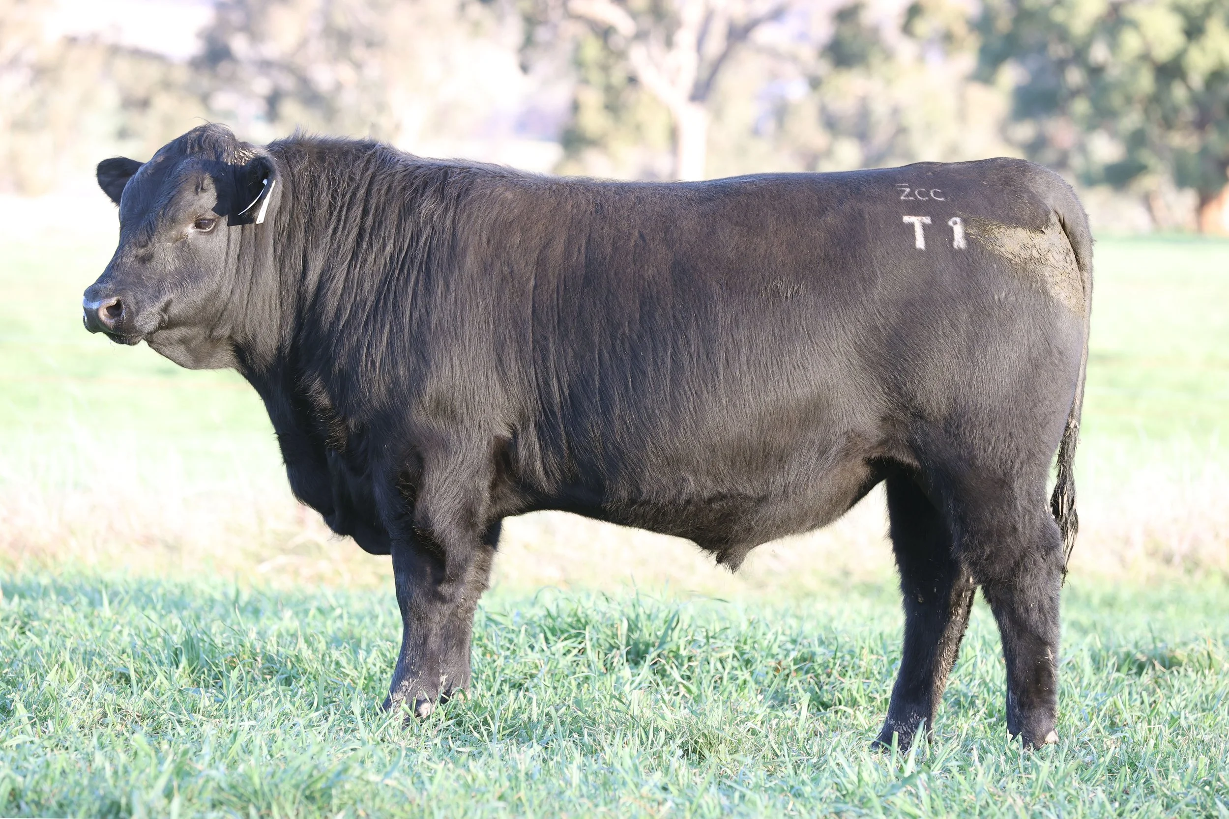 Sales — coffin creek angus