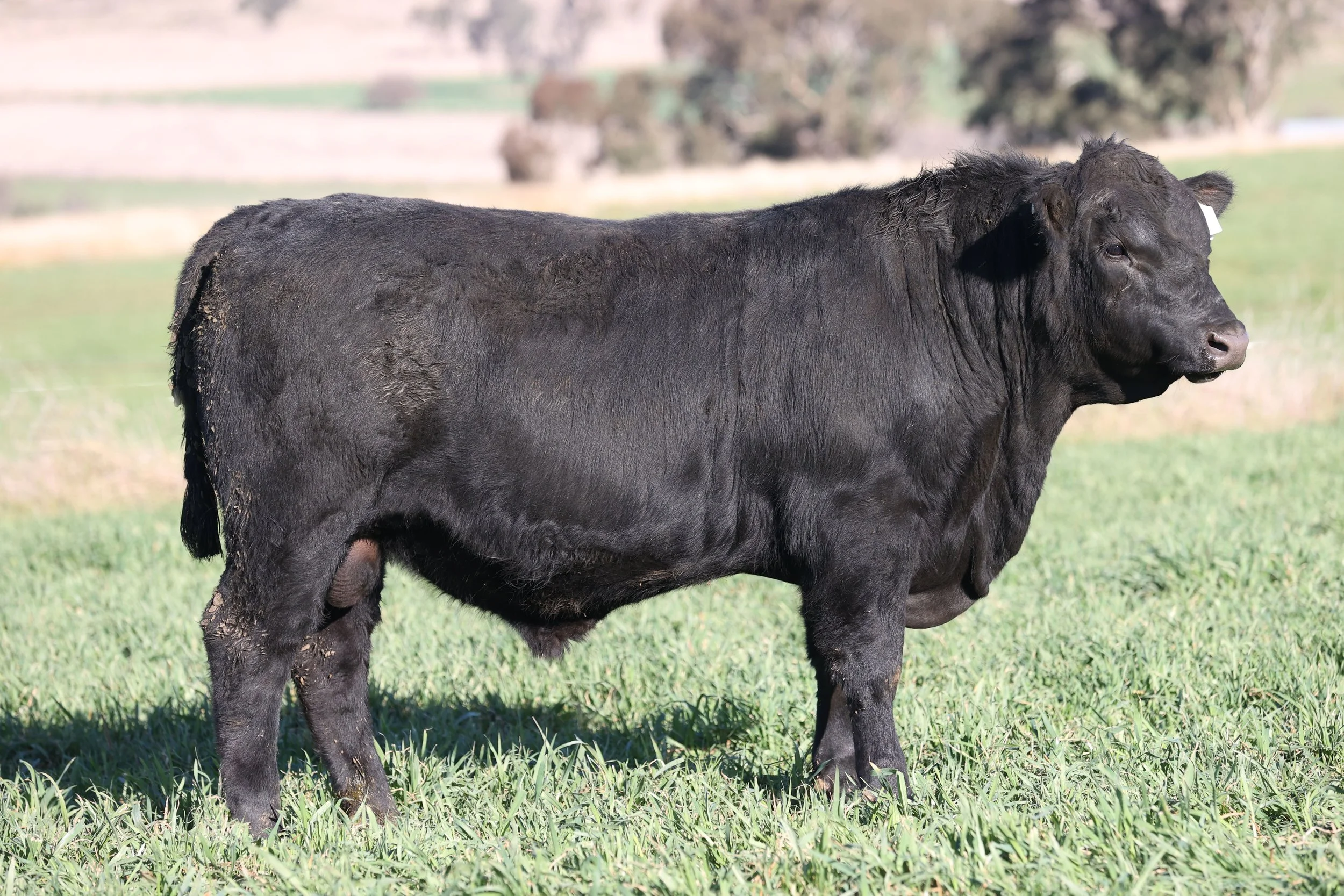 Sales — coffin creek angus