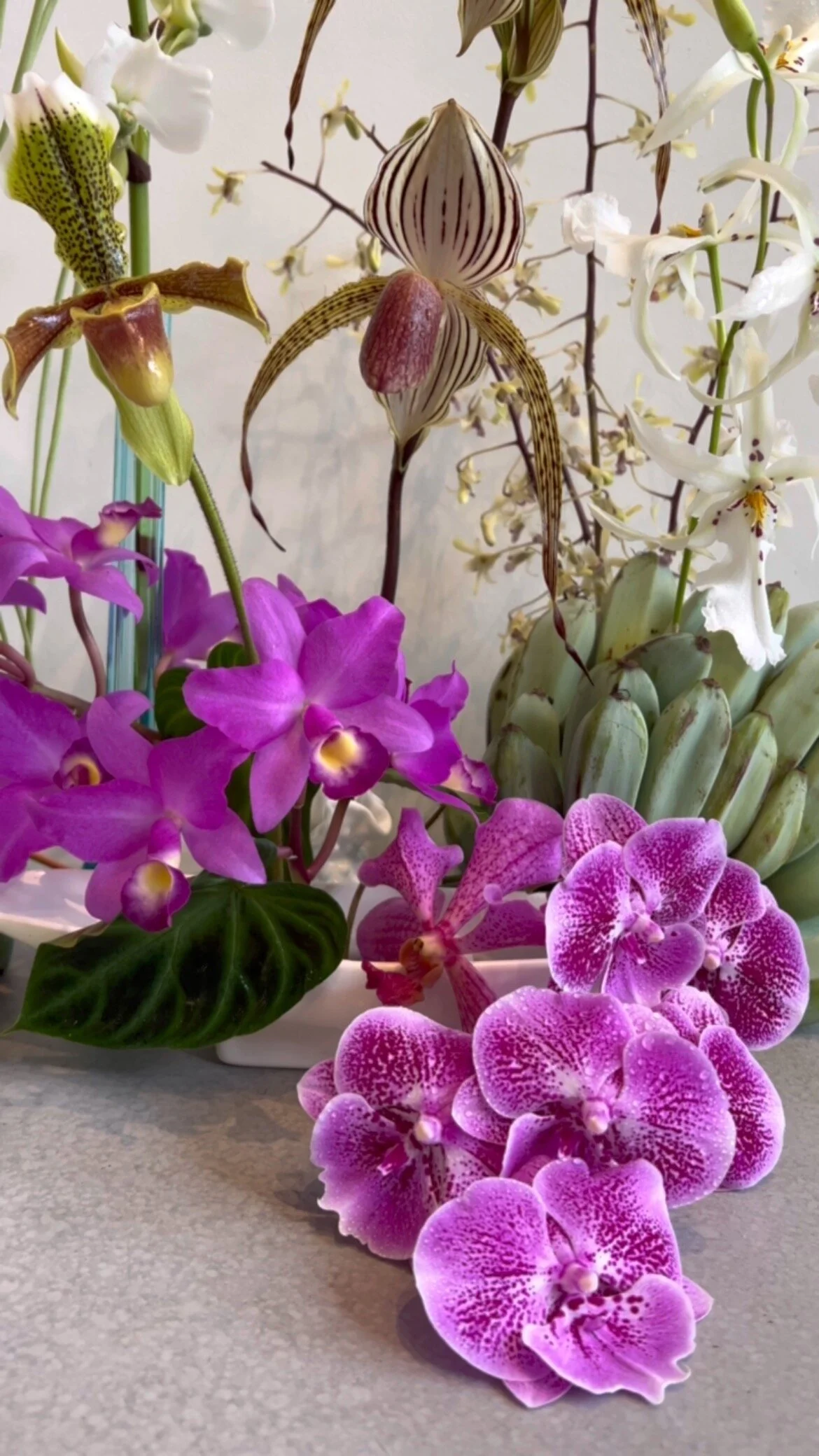 My Violet