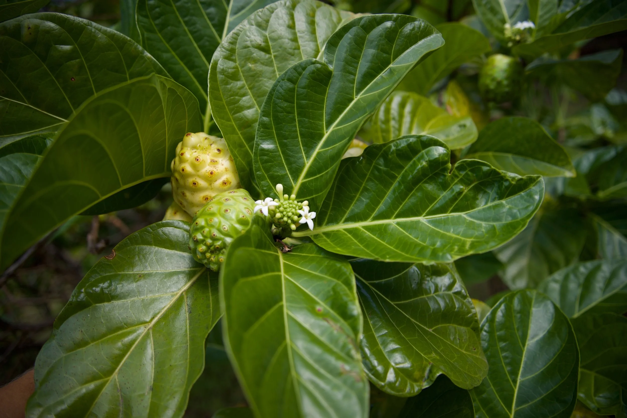 How To Drink Noni For (Almost) Free — Hawaiian Ola
