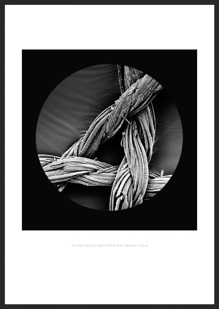 BLACK LACE - SCANNING ELECTRON - PHOTOGRAPHY 2017