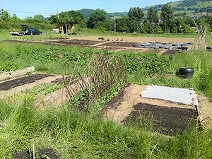 The community garden aims to create a beautiful and productive social ...