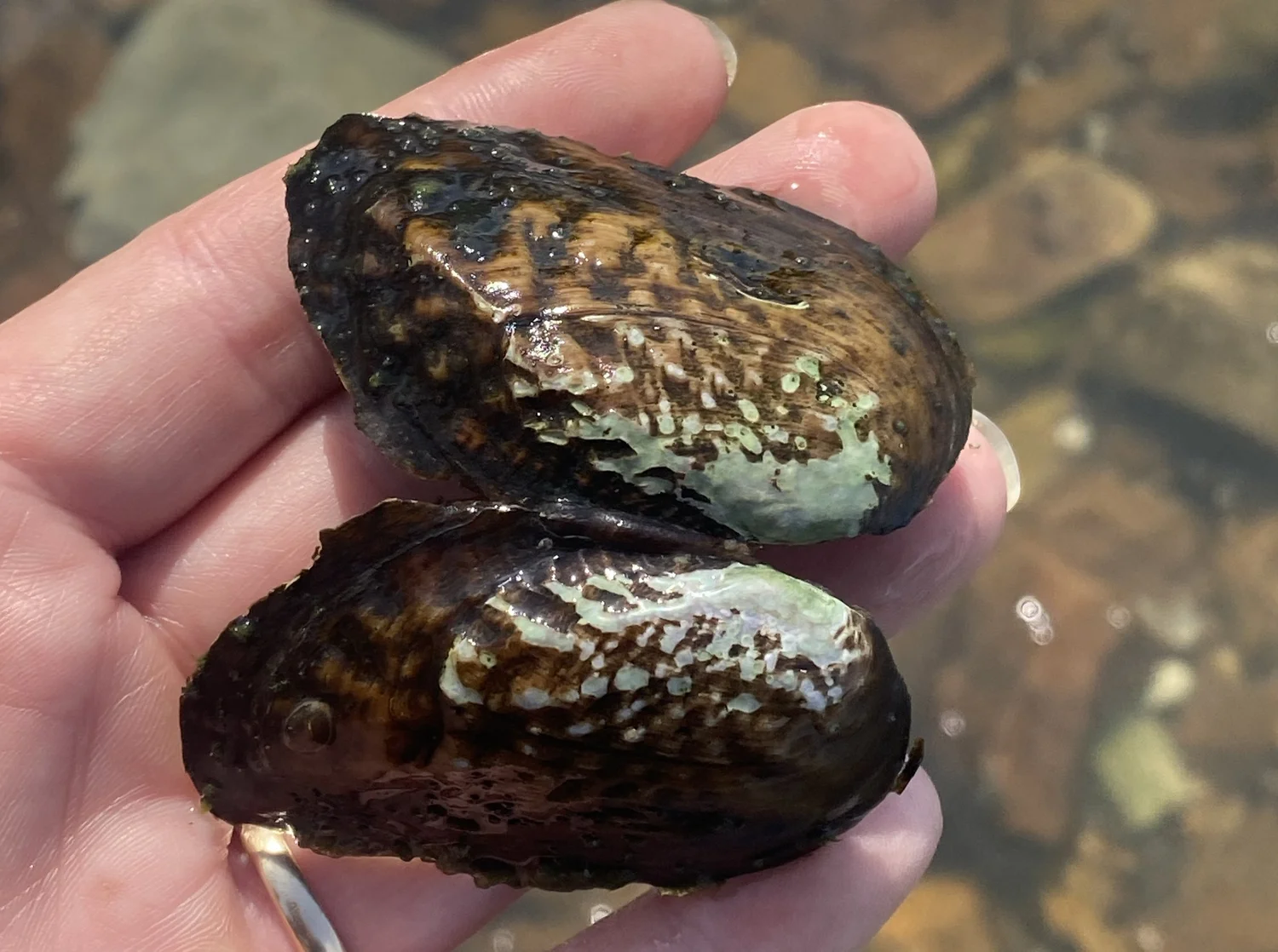 News — Keep the Tennessee River Beautiful