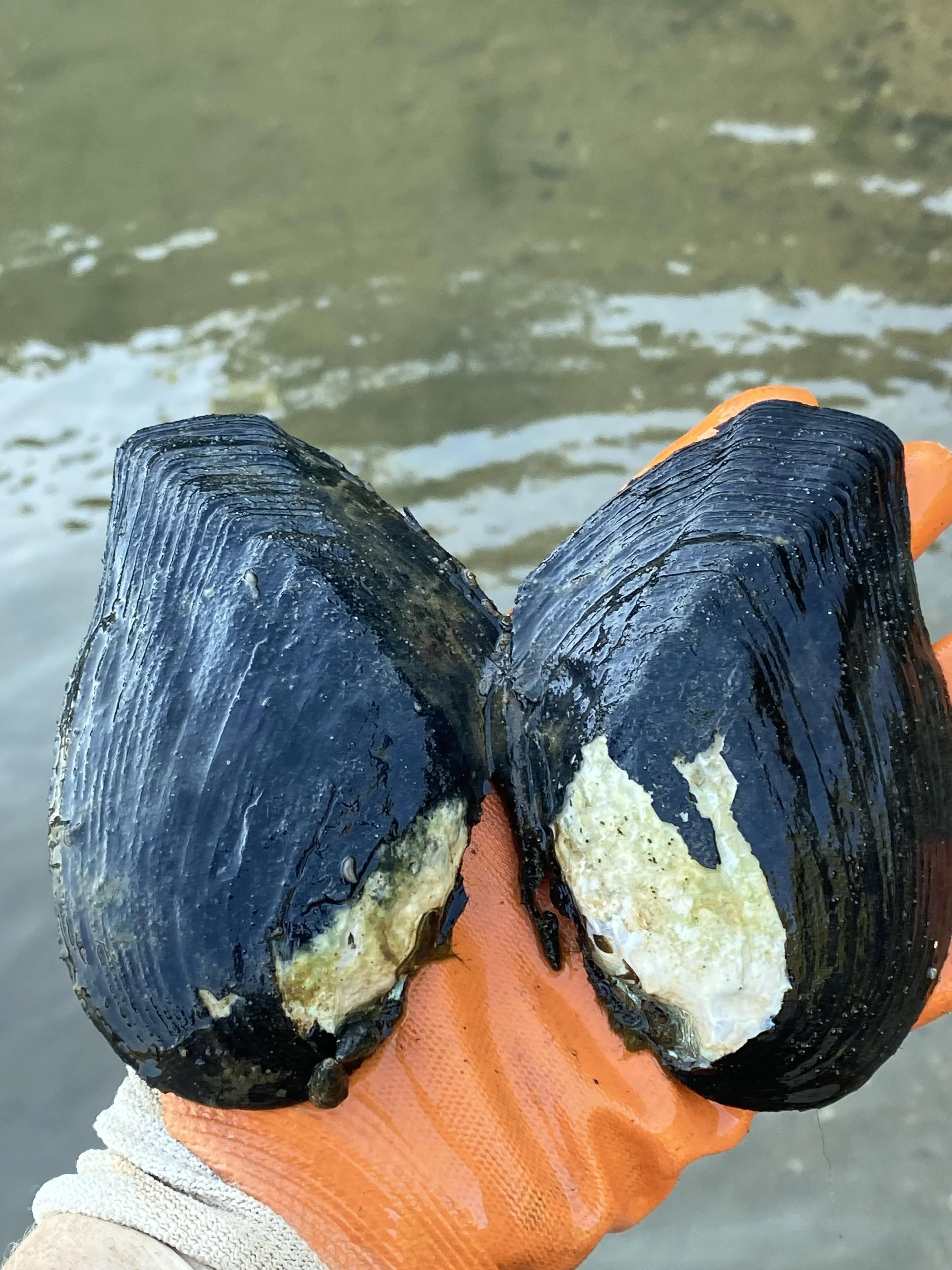 Mussel Inventory — Keep the Tennessee River Beautiful