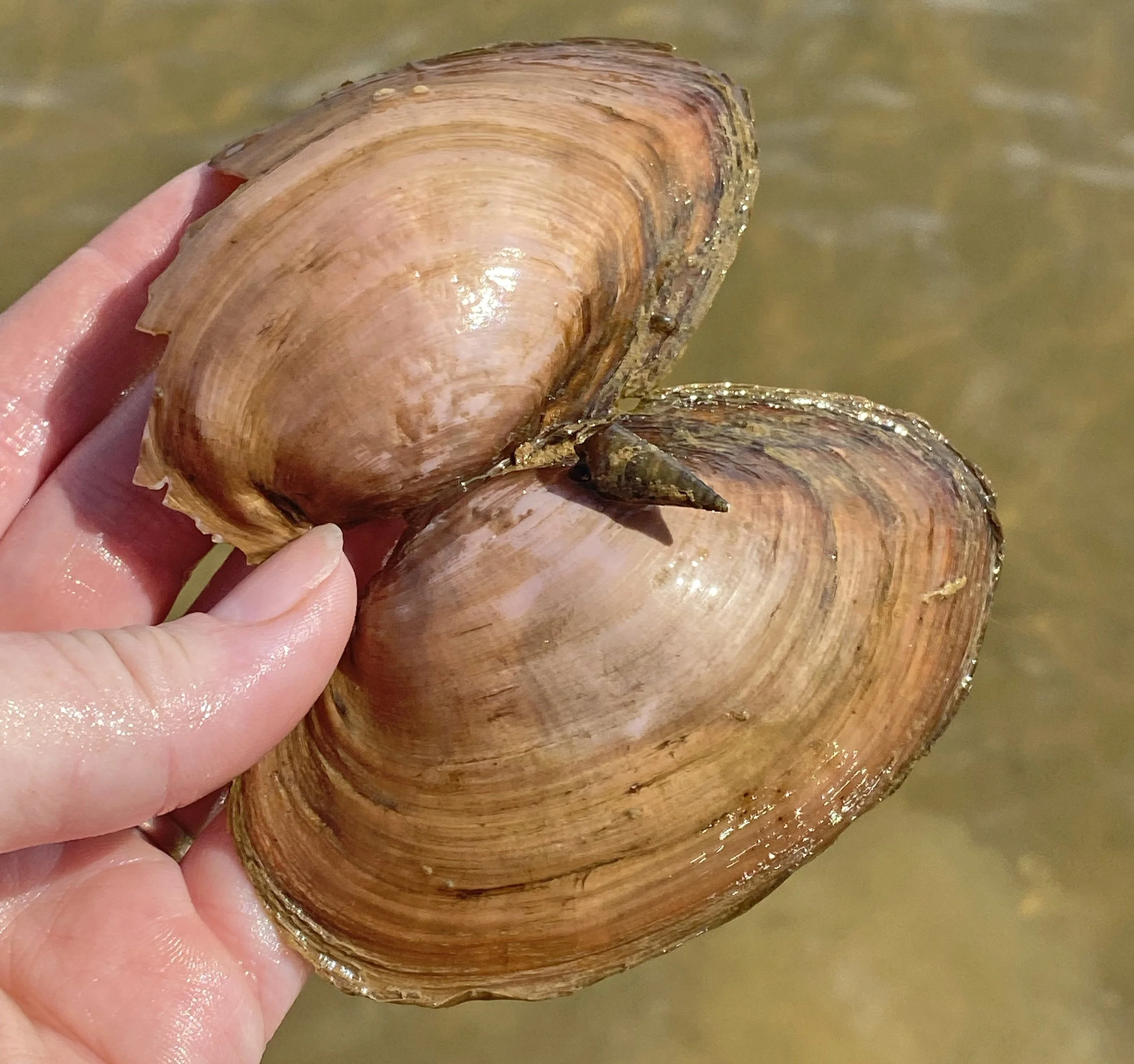 Mussel Inventory — Keep the Tennessee River Beautiful