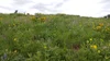 palouse prairie — Palouse Land Trust