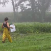 Farm Country Soup