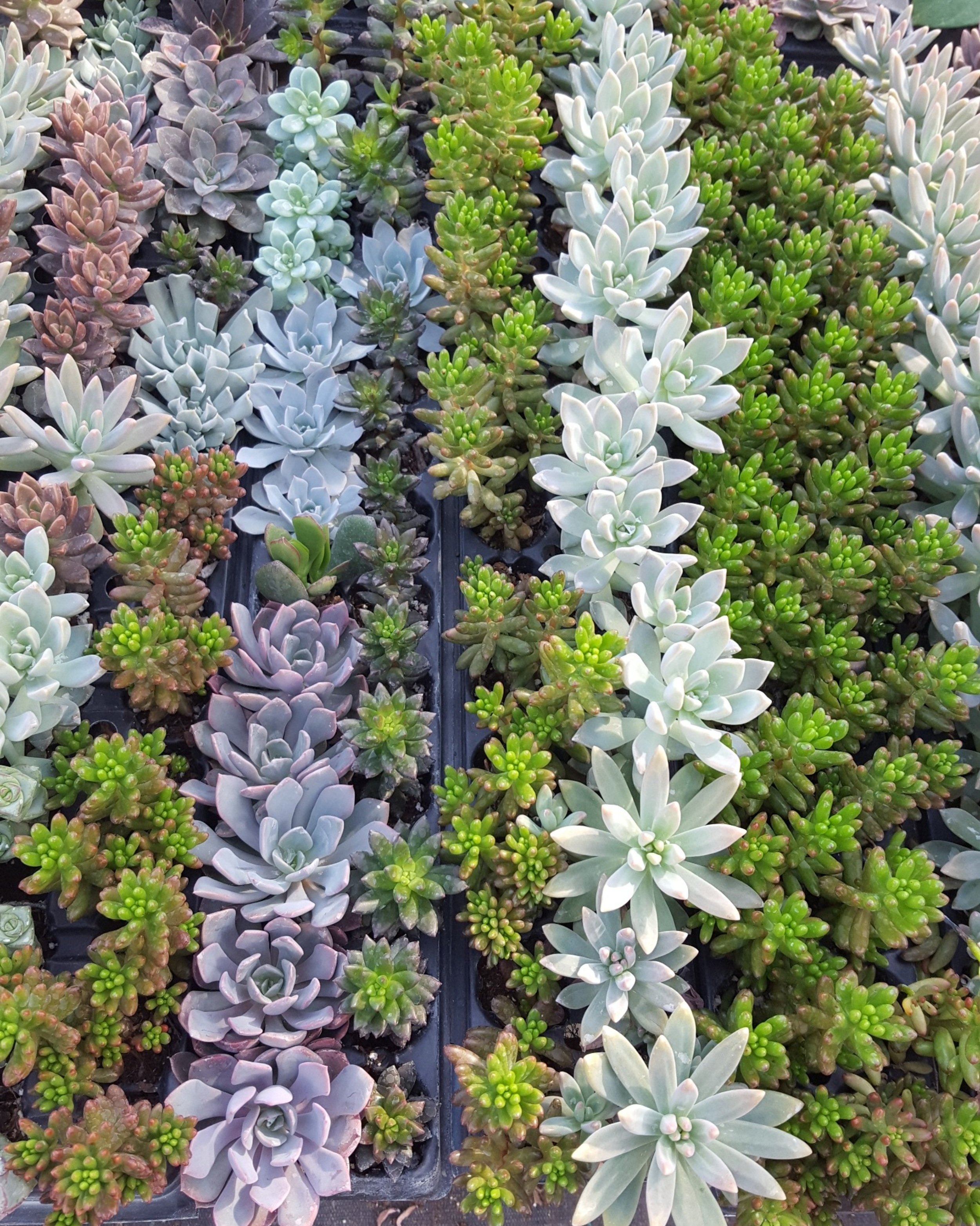 Shop — Miltona Greenhouses
