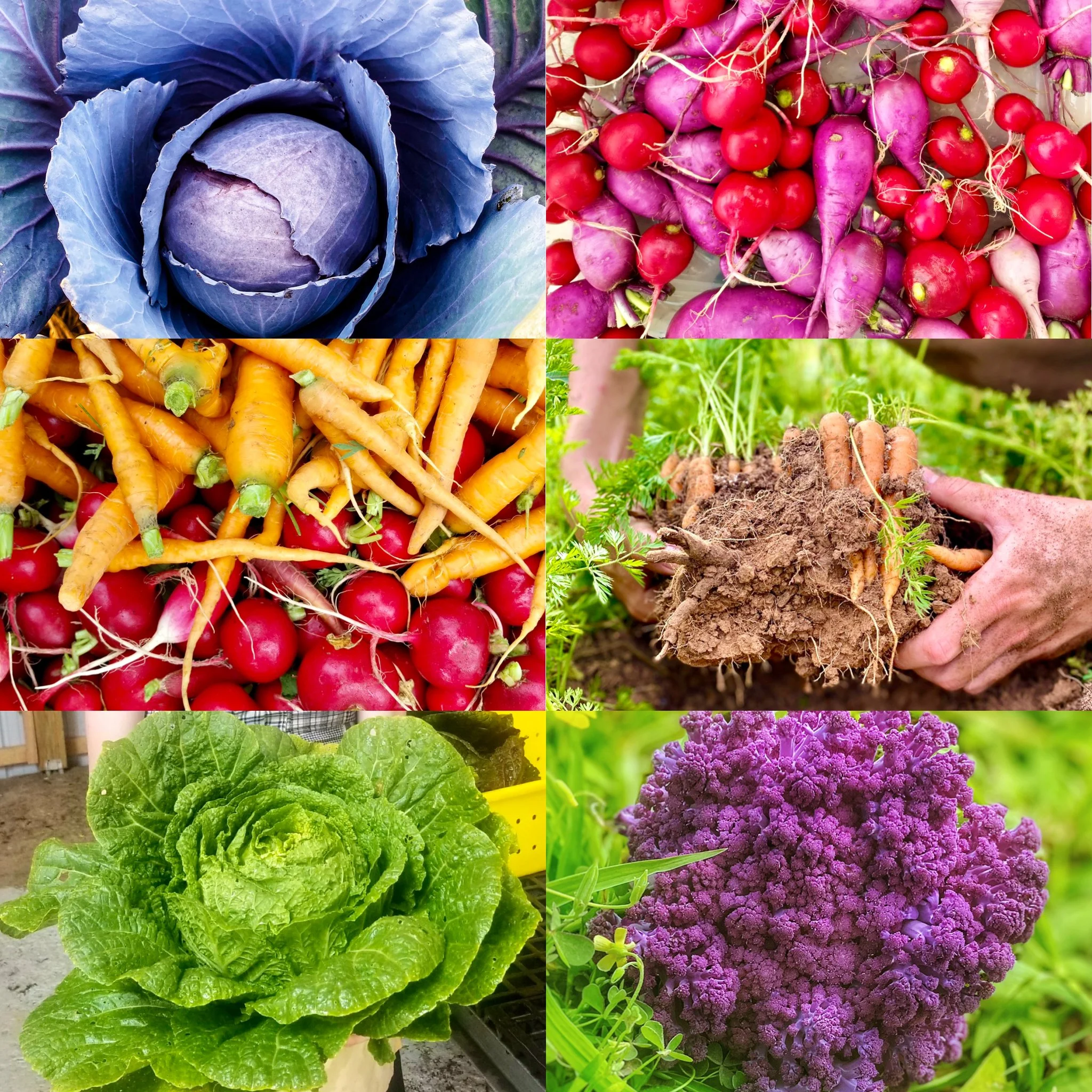 A Farm Less Ordinary