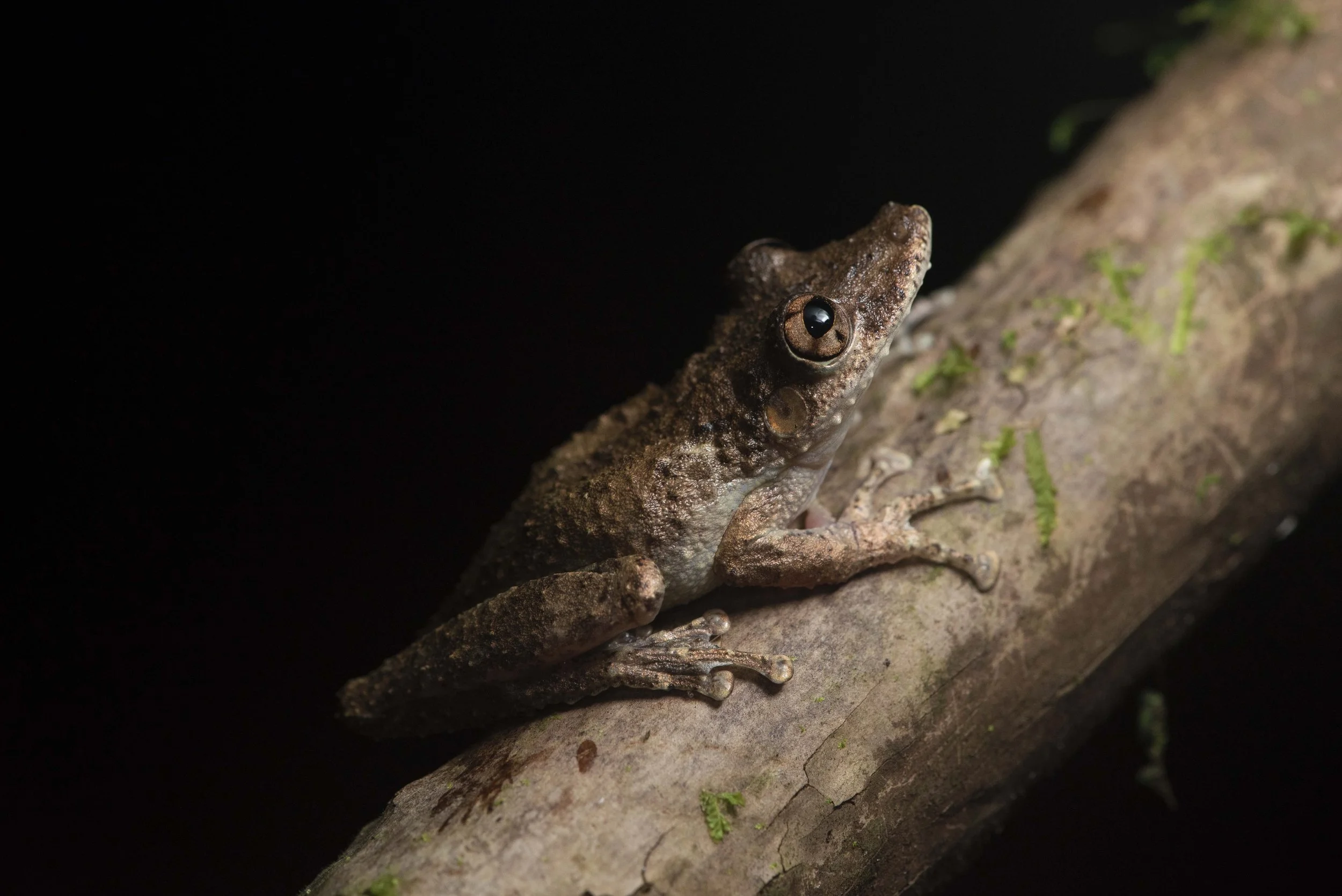 Grace Chung Photography