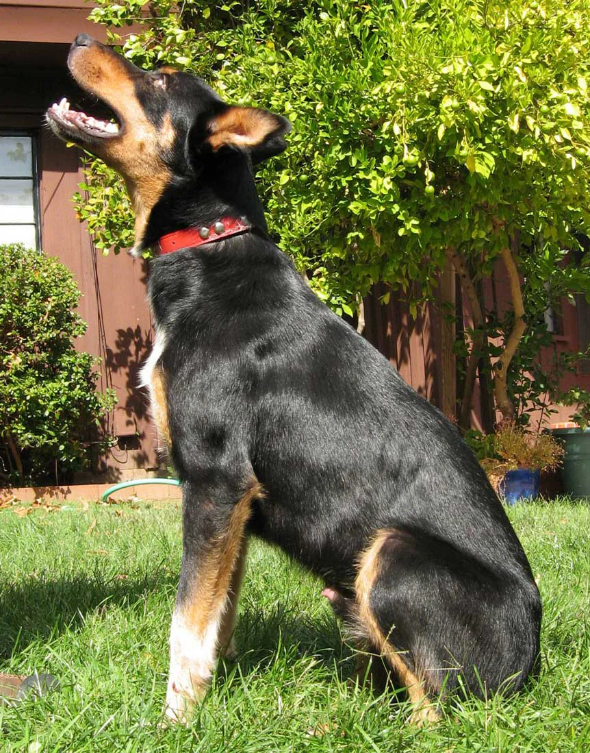 SQUINK — Ukiah Animal Shelter