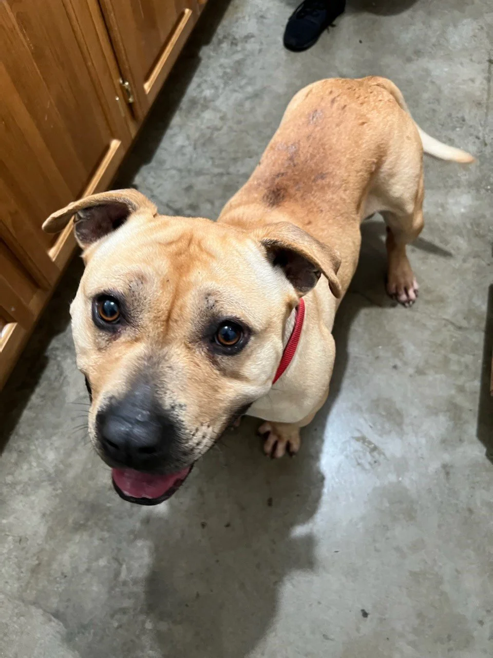 American Bulldog Cur Mix