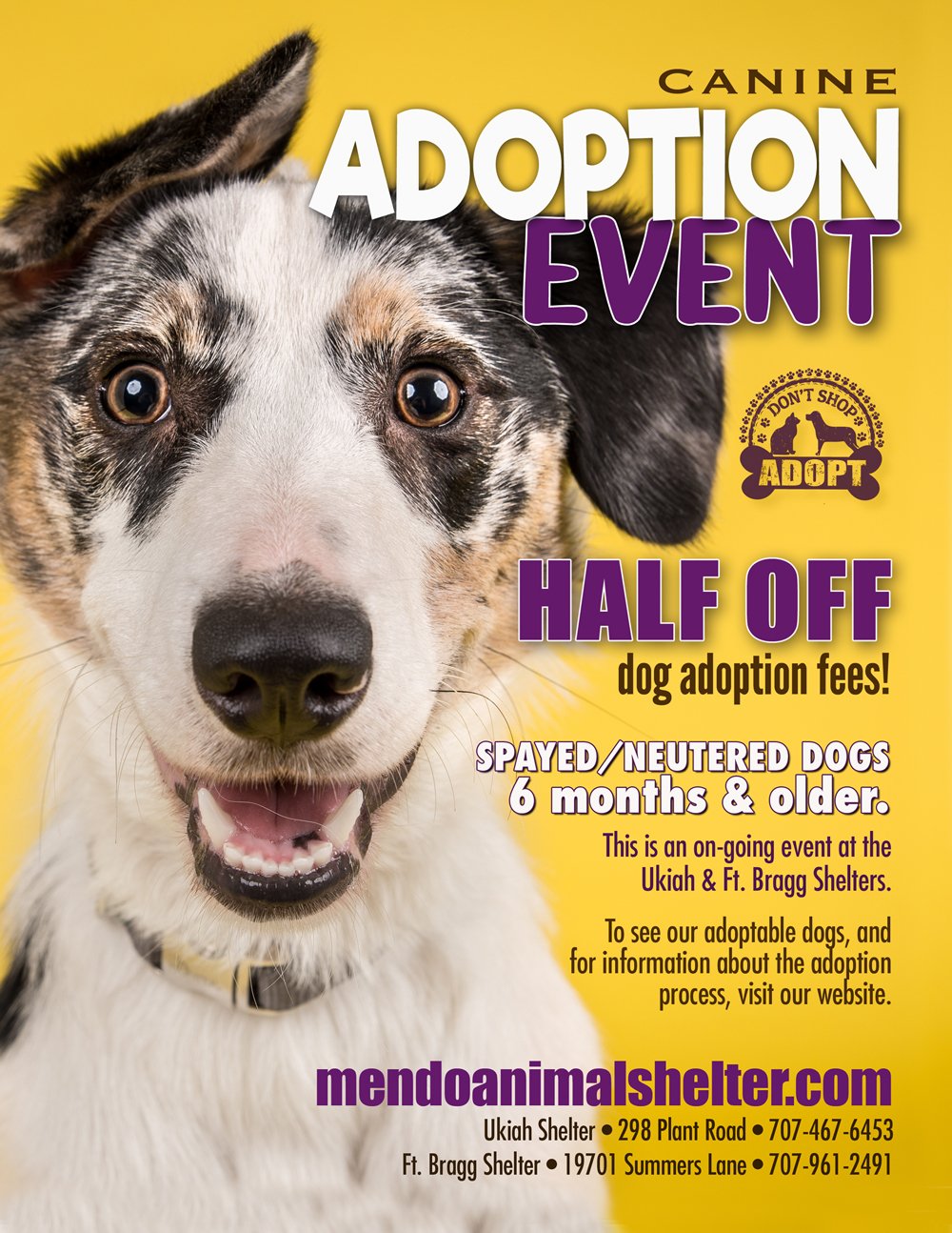 Animal Shelter Dogs For Adoption