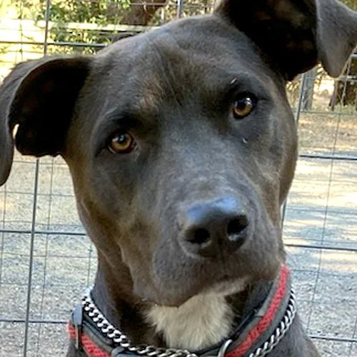 Pups & Young Dogs — Ukiah Animal Shelter