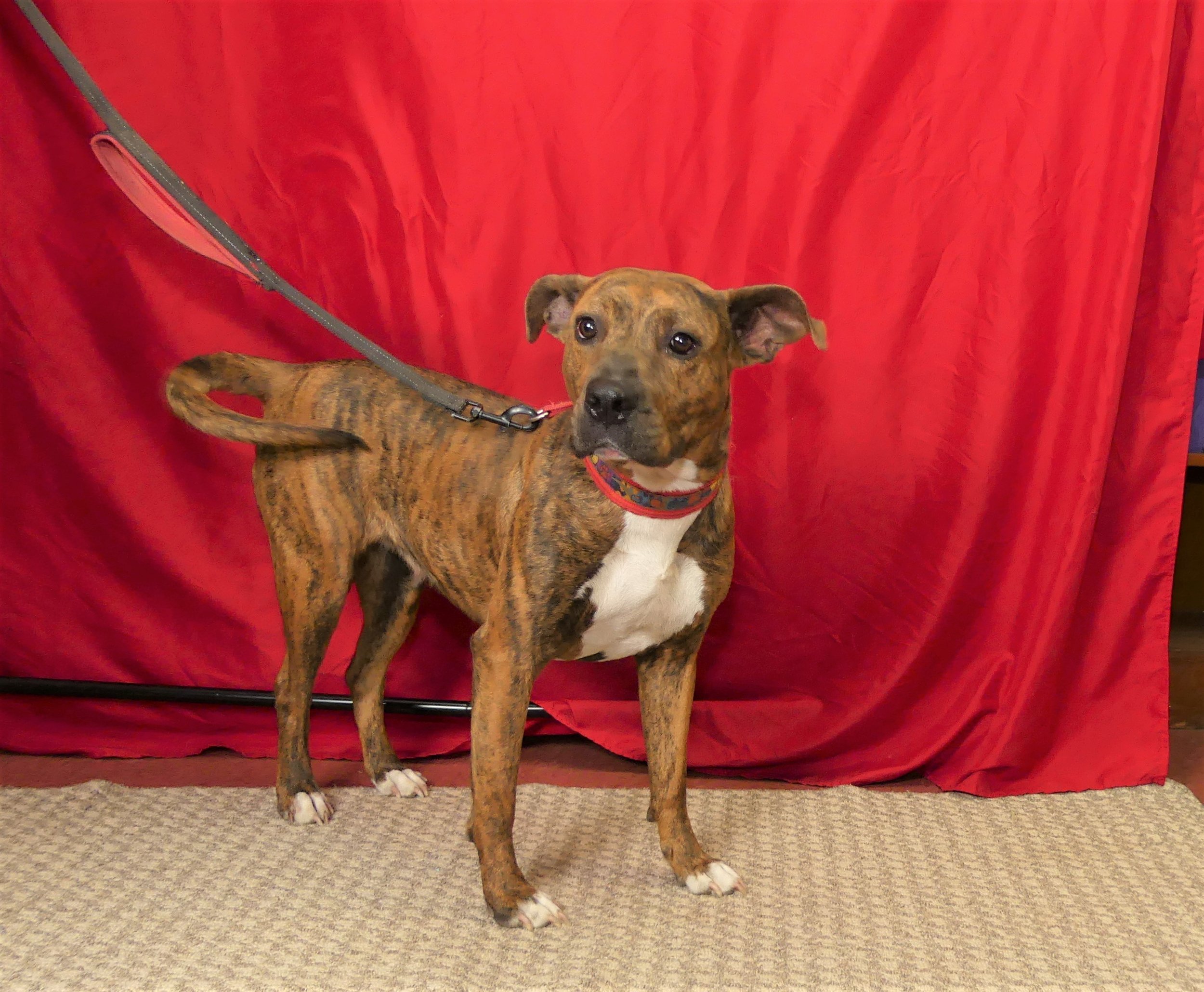 Boxer Greyhound Pitbull Mix