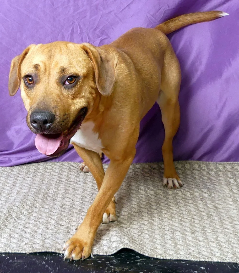 Rhodesian Ridgeback Beagle Mix Puppy