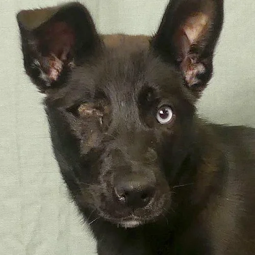 Pups & Young Dogs — Ukiah Animal Shelter