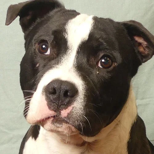 Pups & Young Dogs — Ukiah Animal Shelter