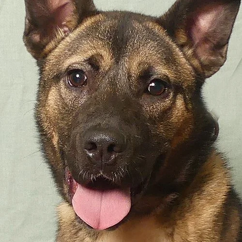 Pups & Young Dogs — Ukiah Animal Shelter