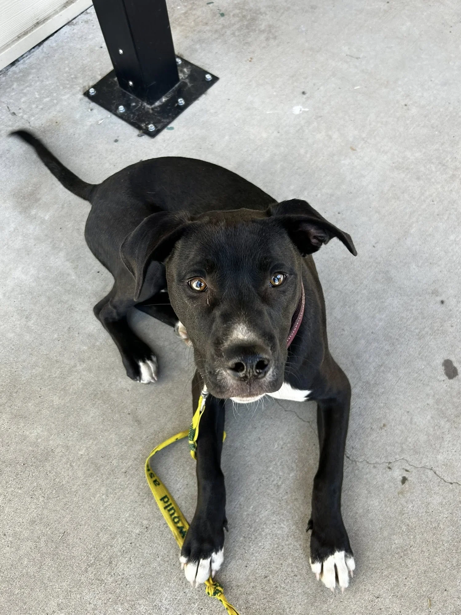 GARY — Ukiah Animal Shelter