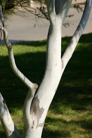 Wallangarra White Gum — Tree Sales