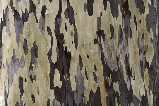 Spotted Gum — Tree Sales