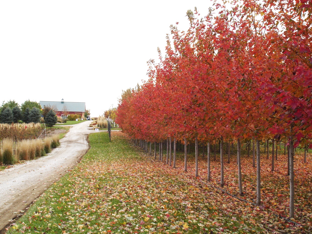 Autumn Blaze Maple — Tree Sales
