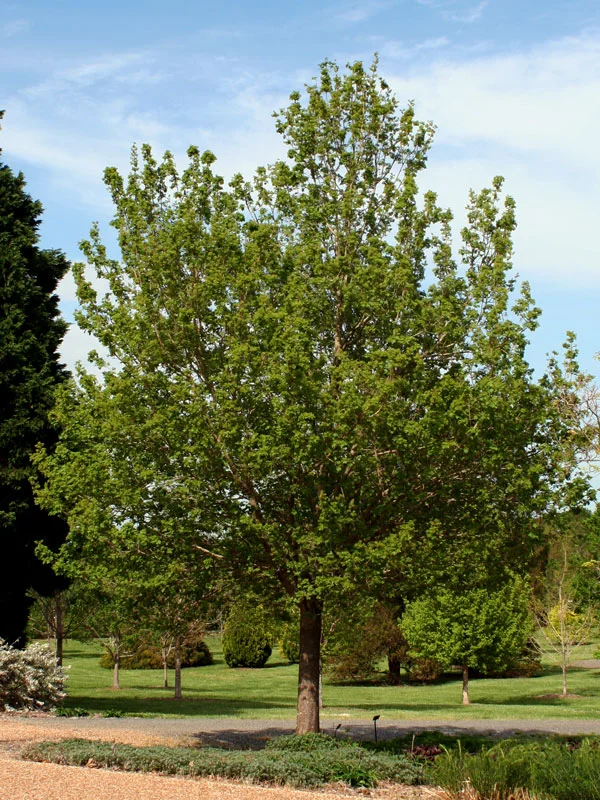 Queen Elizabeth Maple — Tree Sales