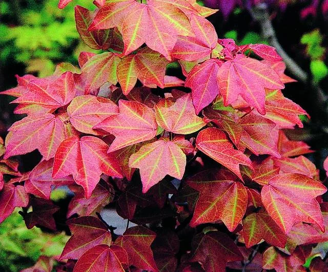 Trident Maple — Tree Sales