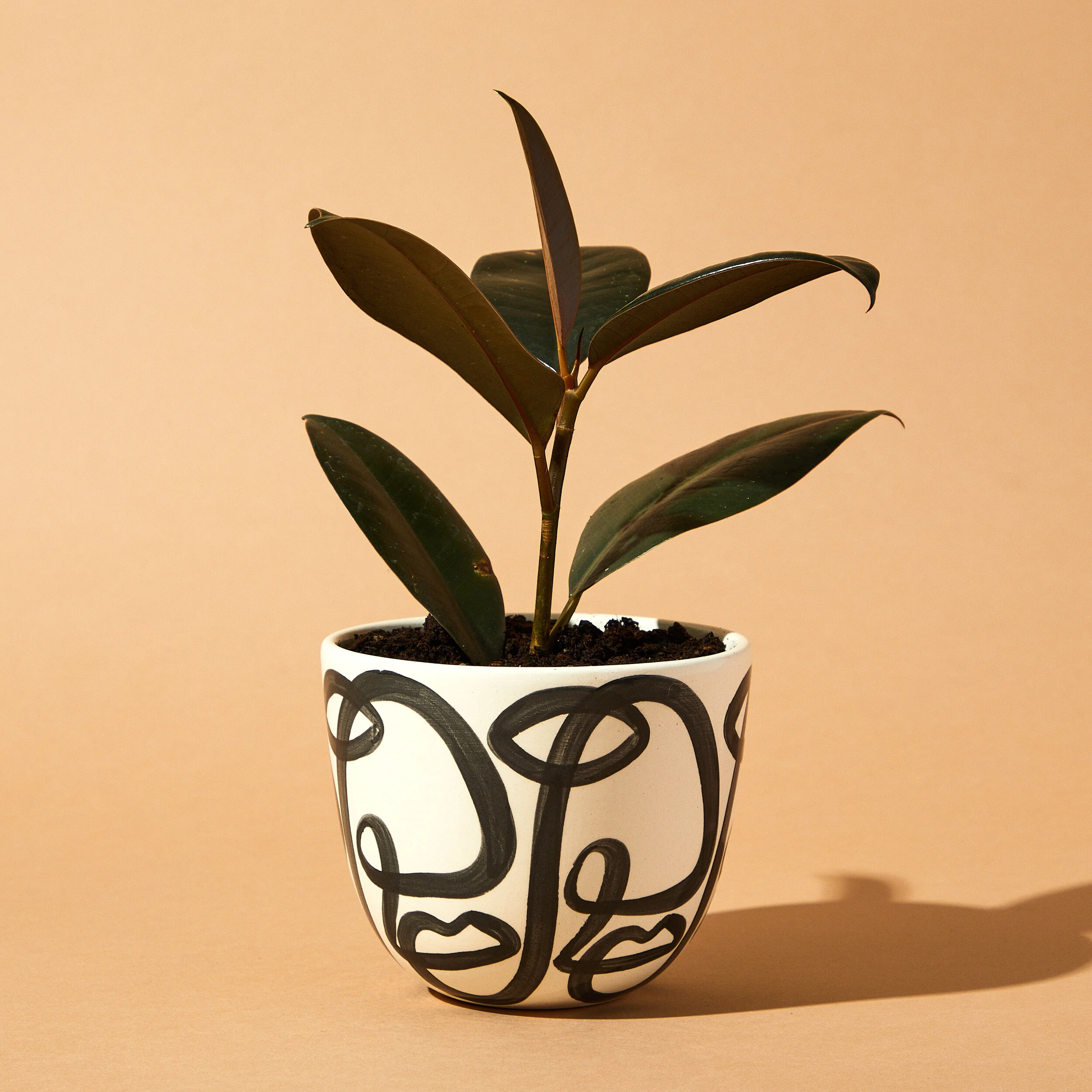 Cara Planters — Franca