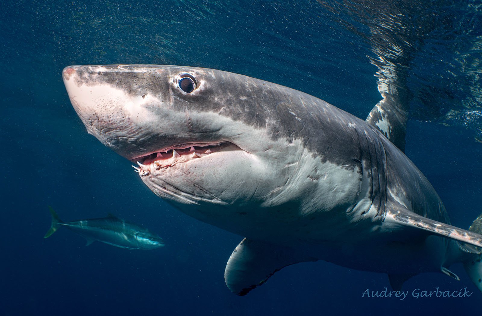 RICHARD SALAS Underwater Photographyrichard salas underwater photography