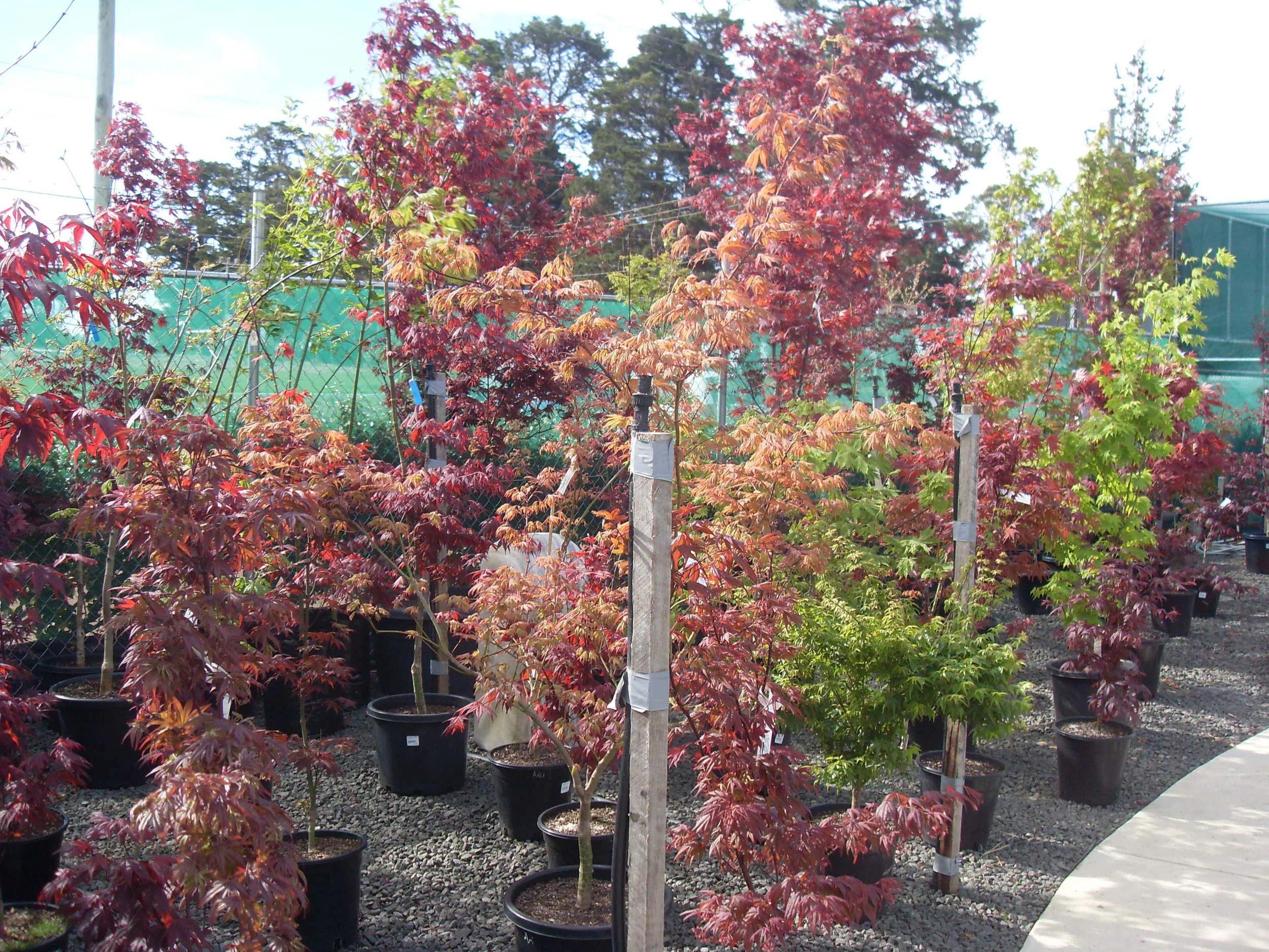 Maples — A nursery for people who love plants.