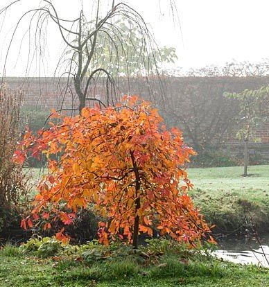 Specials on Mt Murray — A nursery for people who love plants.