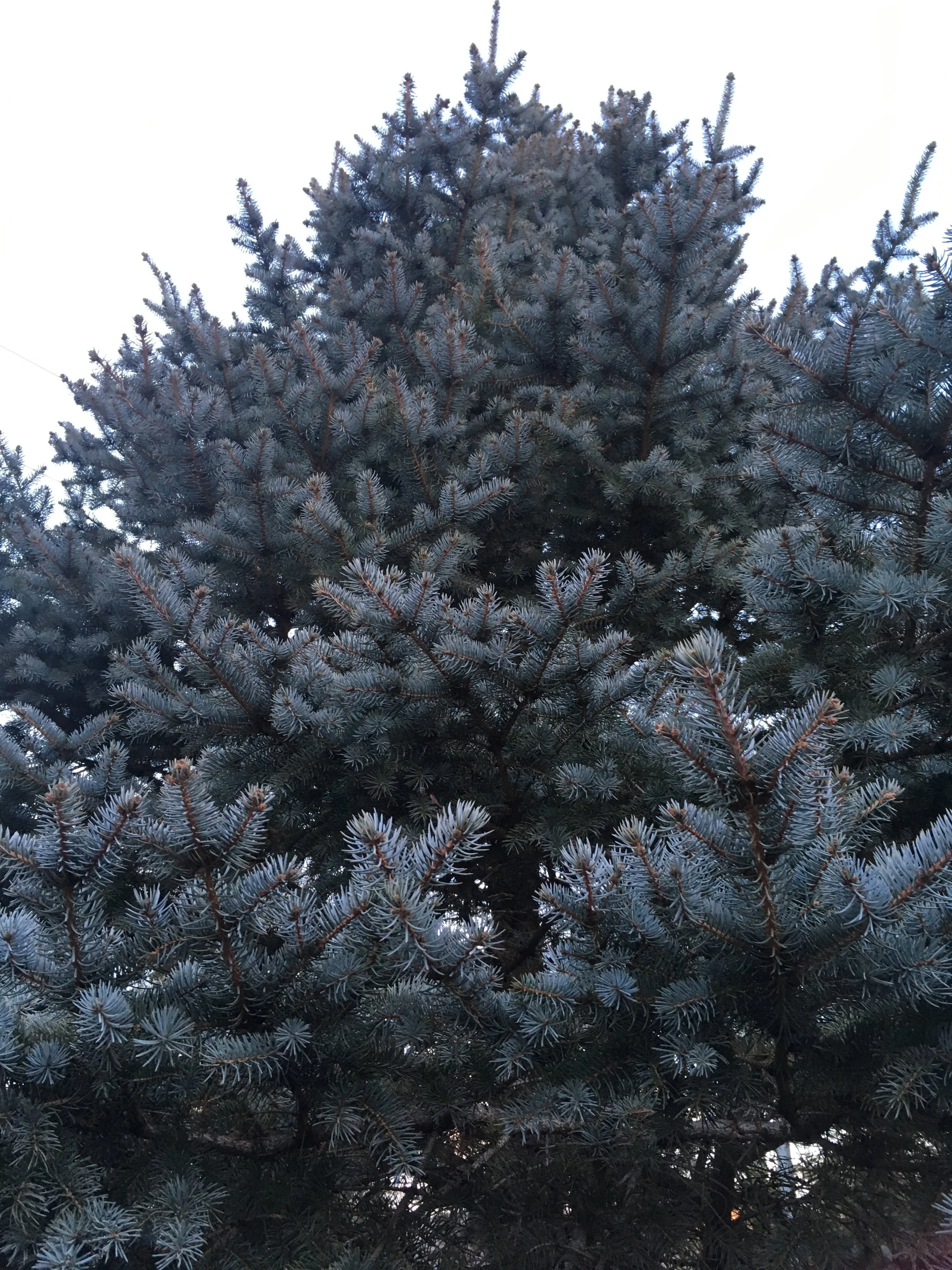 Conifers — Mt Murray Nursery