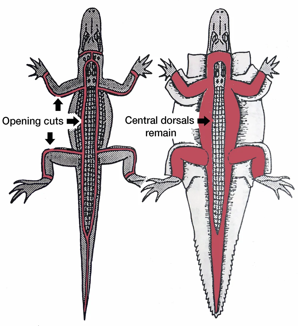 Hide Preparation and Shipping — Black Diamond Tannery